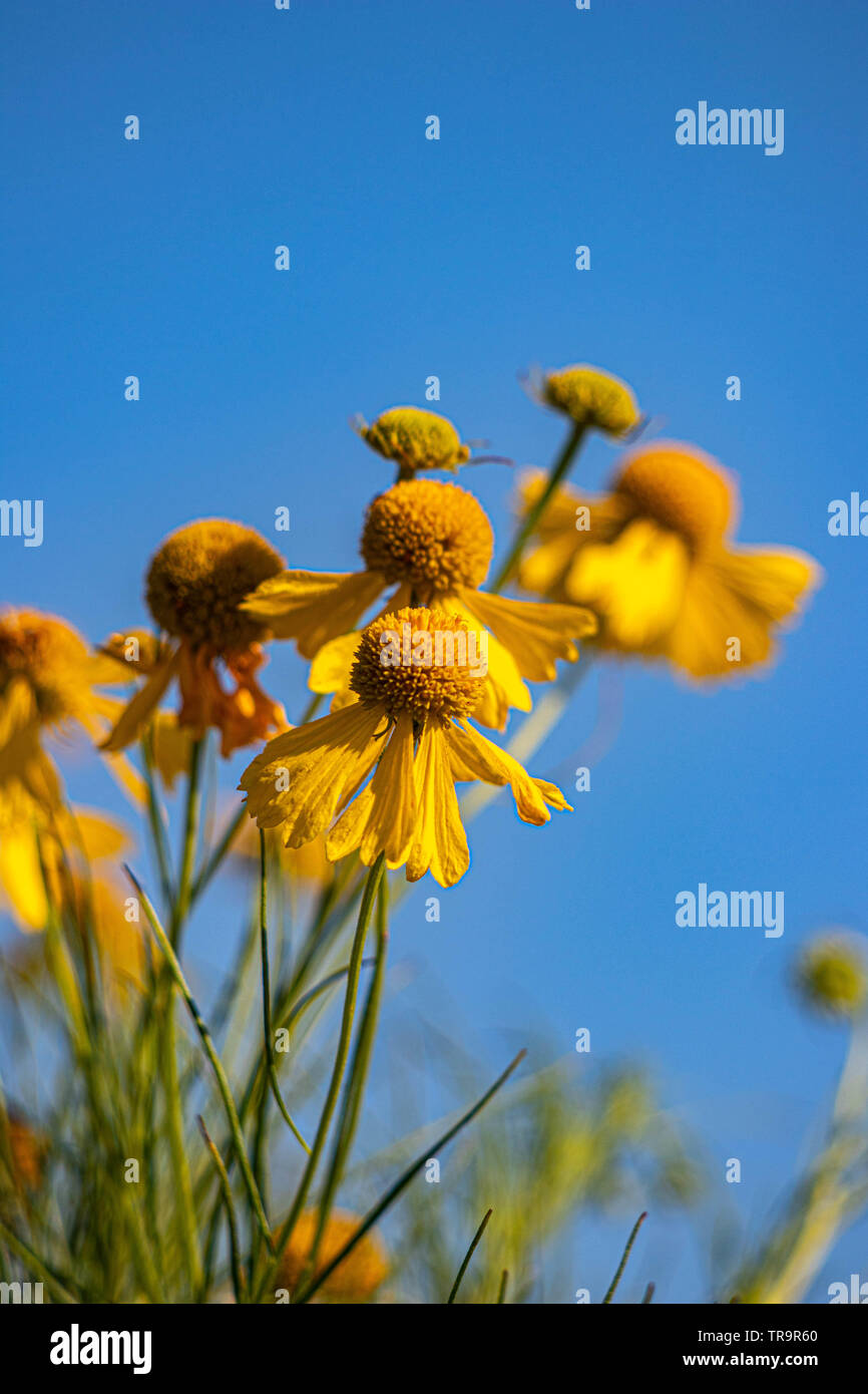 Florida yellow wildflower Stock Photo - Alamy
