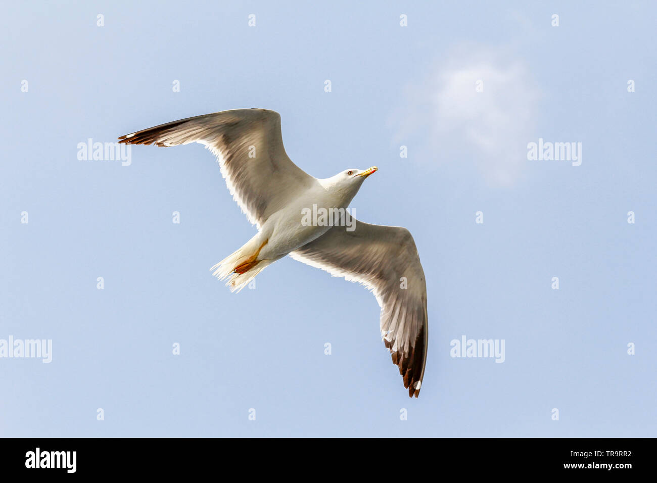open gull with wings is flying gliding through the sky Stock Photo - Alamy