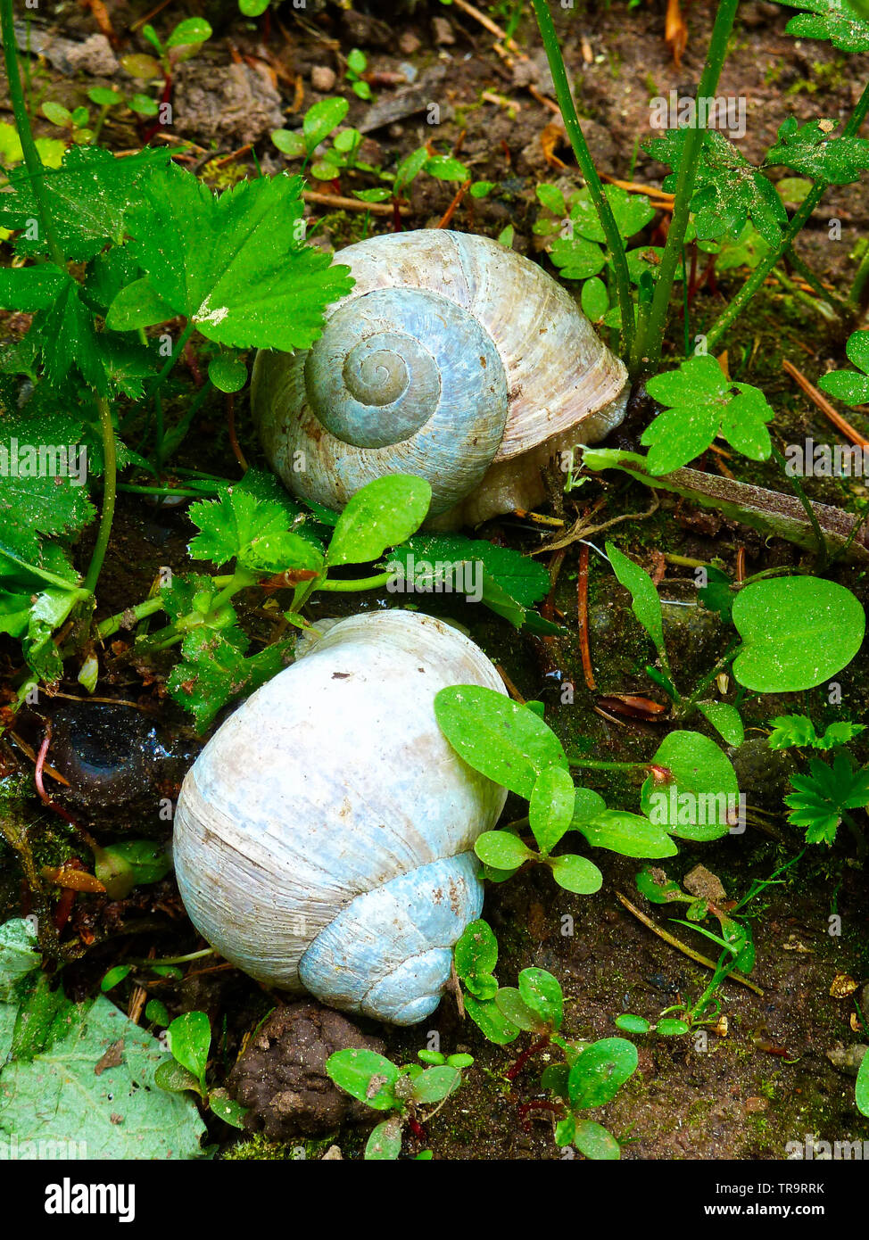 two snails in the wood Stock Photo - Alamy