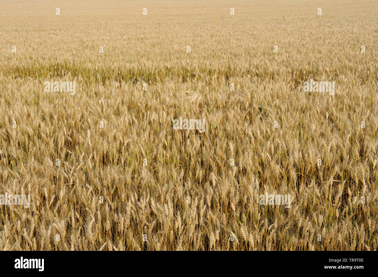 Fertile paddock hi-res stock photography and images - Alamy