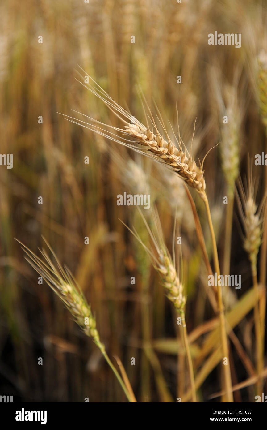 Fertile paddock hi-res stock photography and images - Alamy