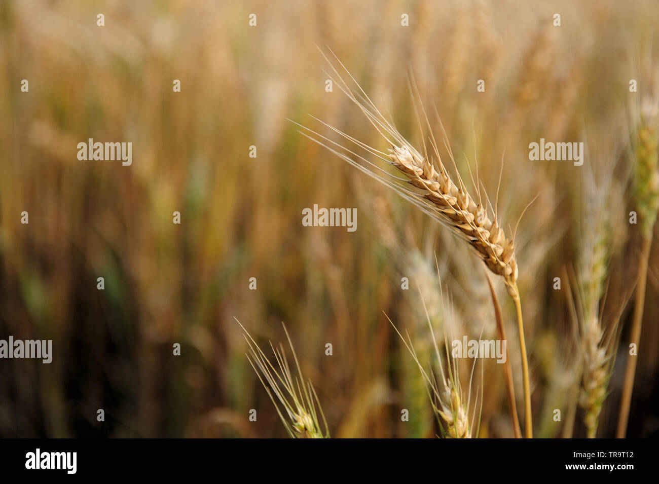 Wheat paddock hi-res stock photography and images - Alamy