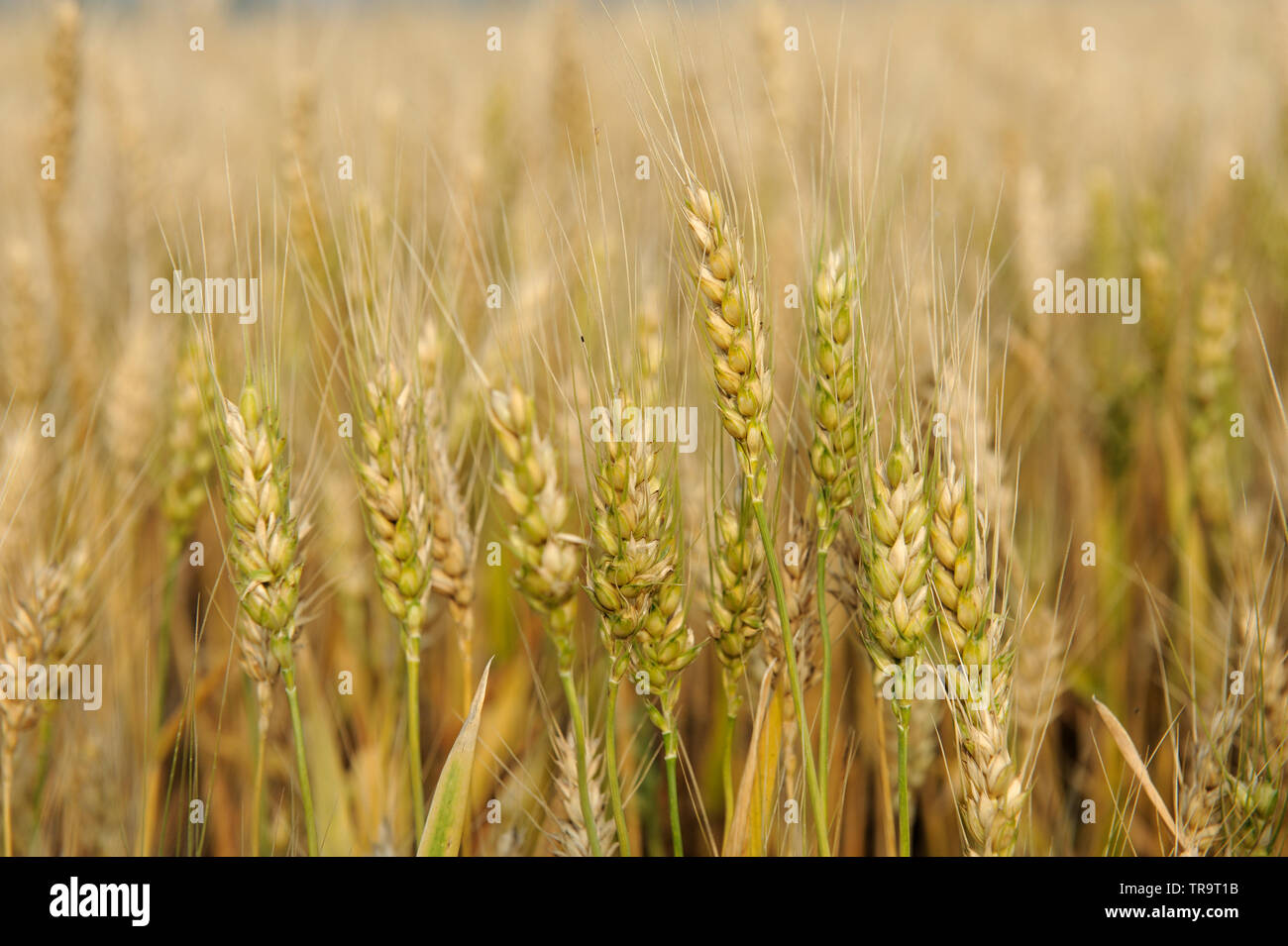 Fertile paddock hi-res stock photography and images - Alamy
