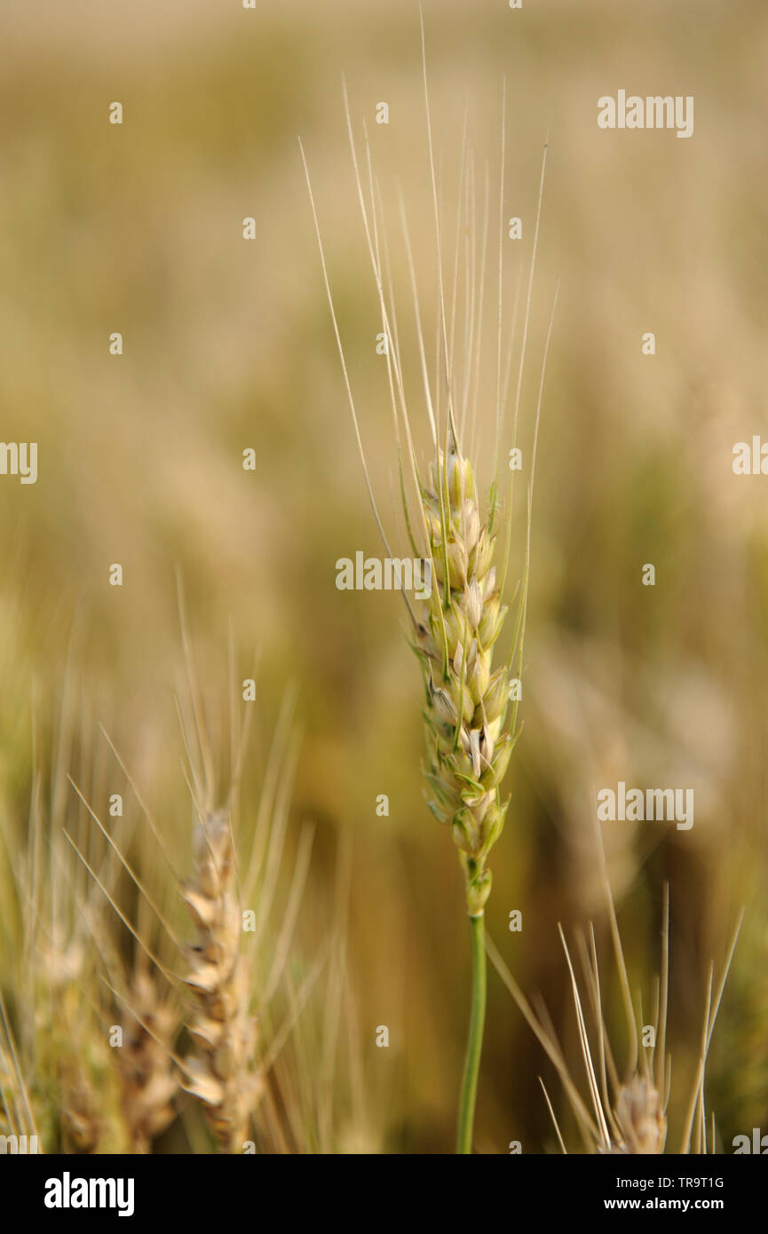 Fertile paddock hi-res stock photography and images - Alamy