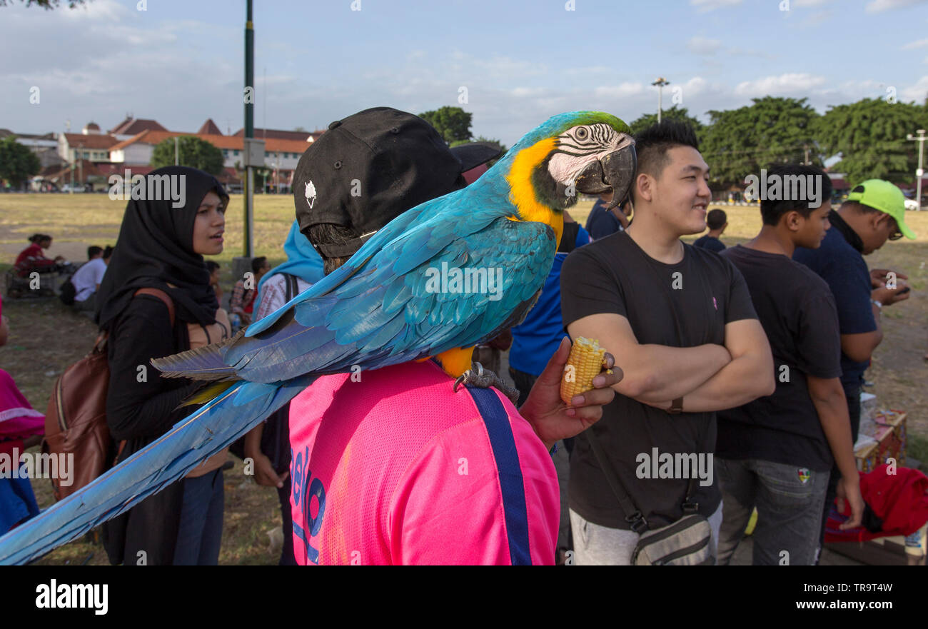 Big parrot hi-res stock photography and images - Alamy