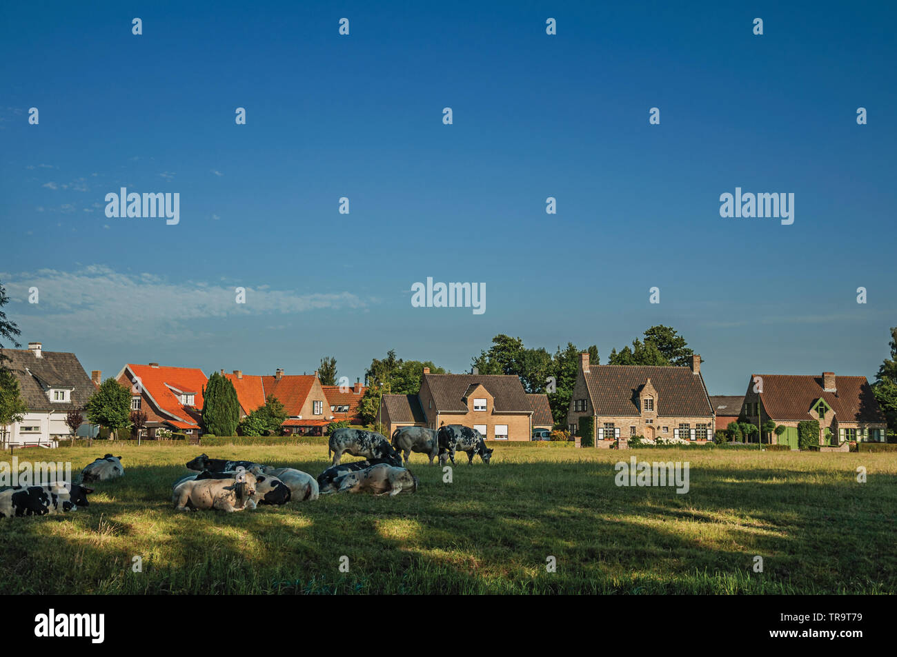 Cows, cottages and trees in front of cultivated fields on sunset next ...