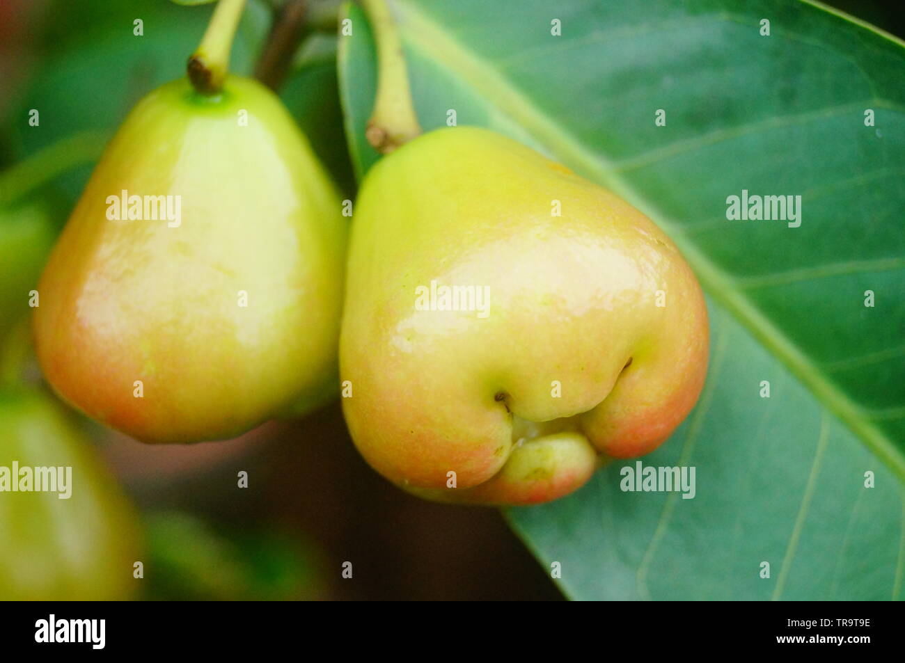 Wax Apple High Resolution Stock Photography and Images - Alamy