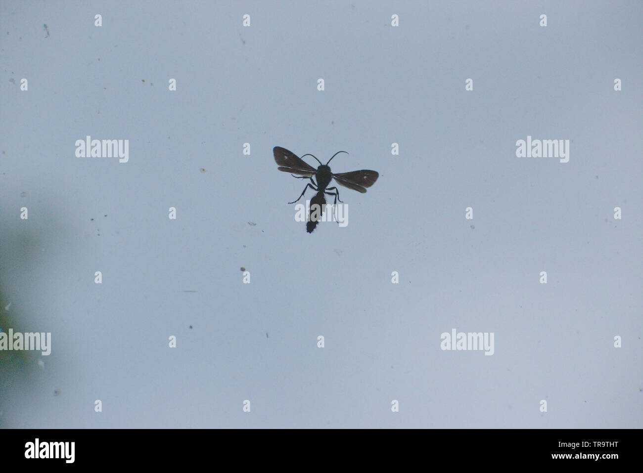 Insect profile hi-res stock photography and images - Alamy