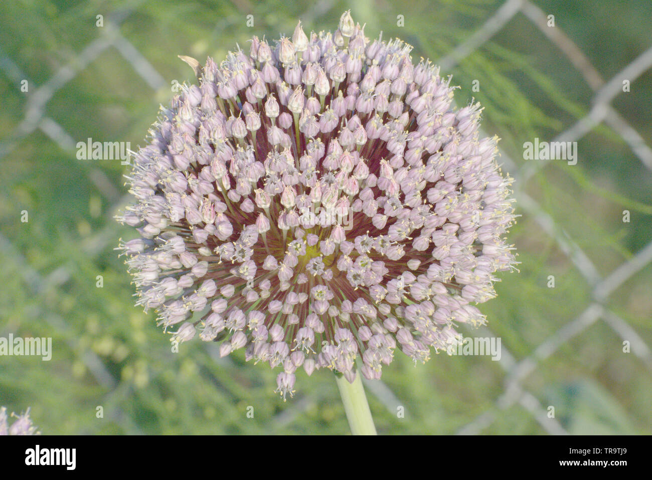 Garlic bloom hi-res stock photography and images - Alamy
