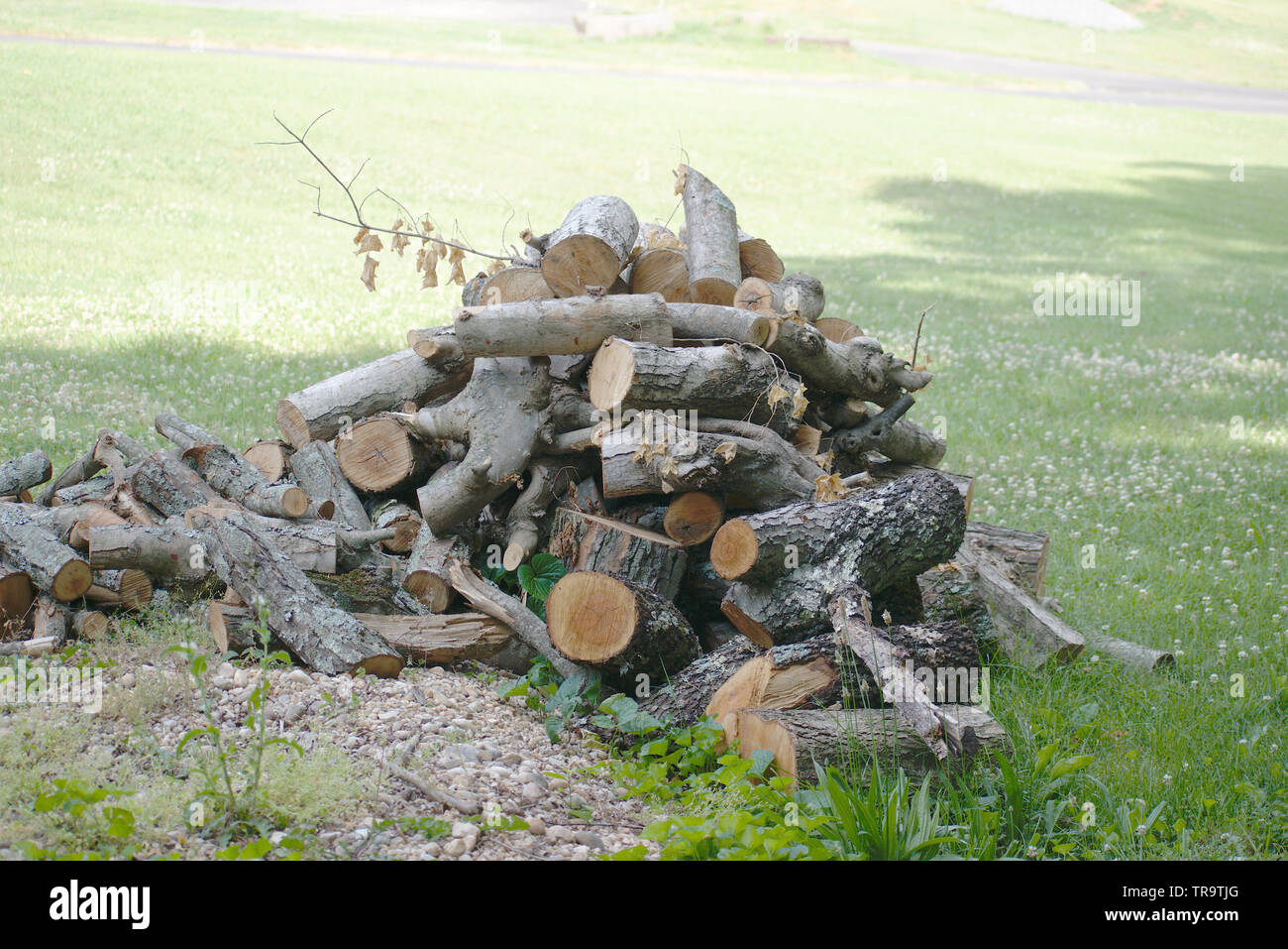 wood to split Stock Photo - Alamy