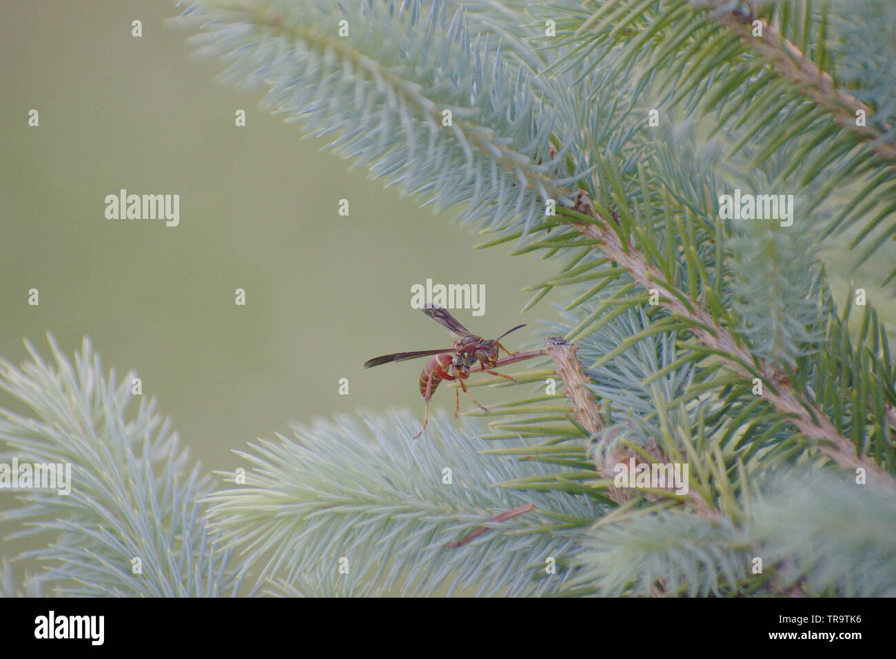 colorful wasp on spruce tree Stock Photo - Alamy