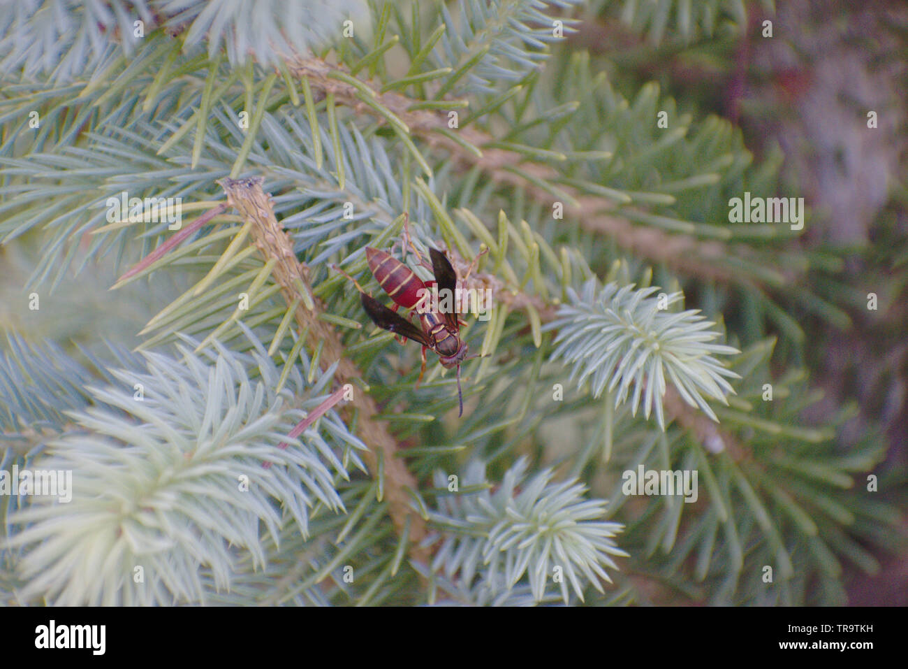 colorful wasp on spruce tree Stock Photo - Alamy