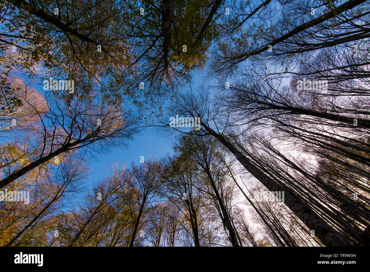 Tall trees stretching into the sky Stock Photo - Alamy