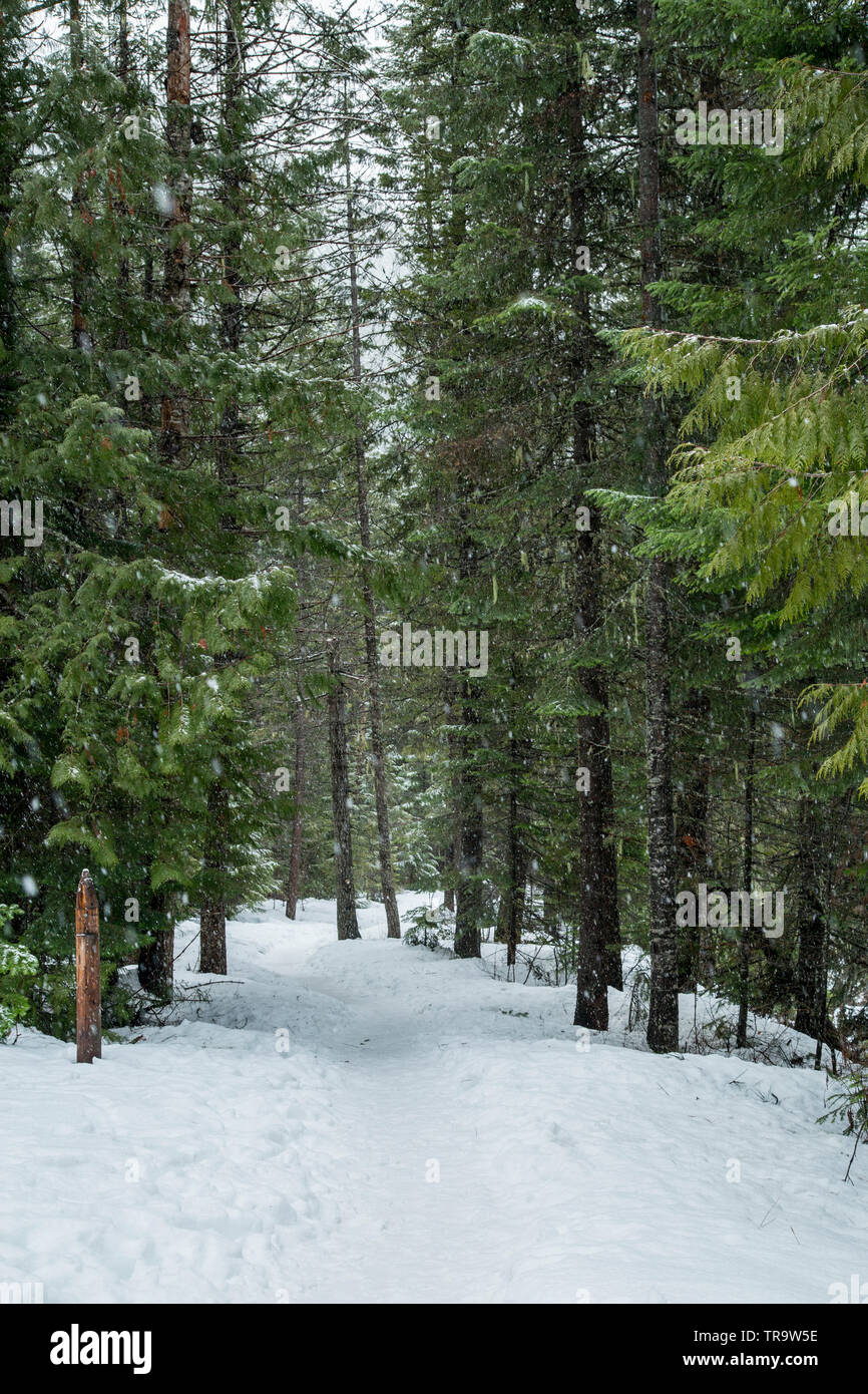 Hiking trail through snowy pine forest, tall trees and trail worn by ...