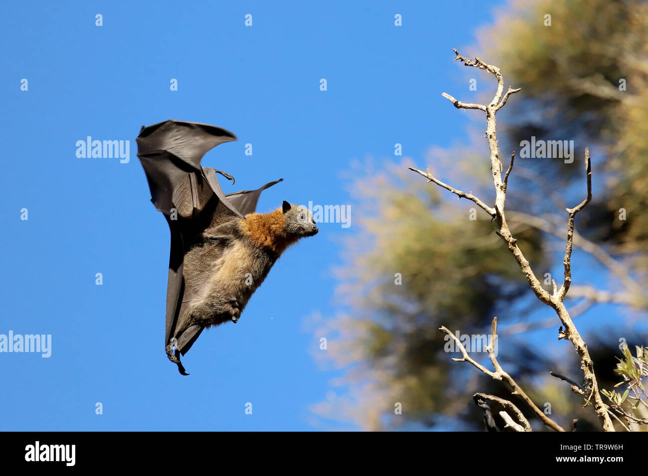 Grey-headed Flying Fox in flight Stock Photo - Alamy