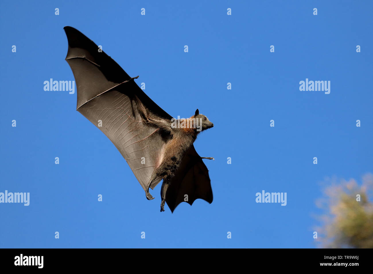 Grey-headed Flying Fox in flight Stock Photo - Alamy