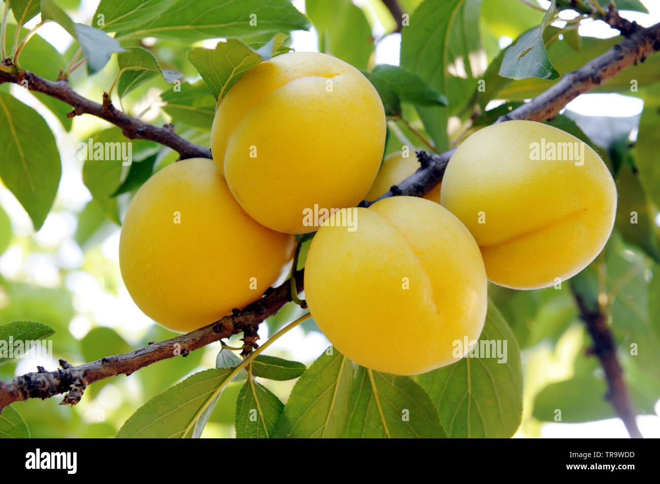 ripe apricot tree Stock Photo - Alamy