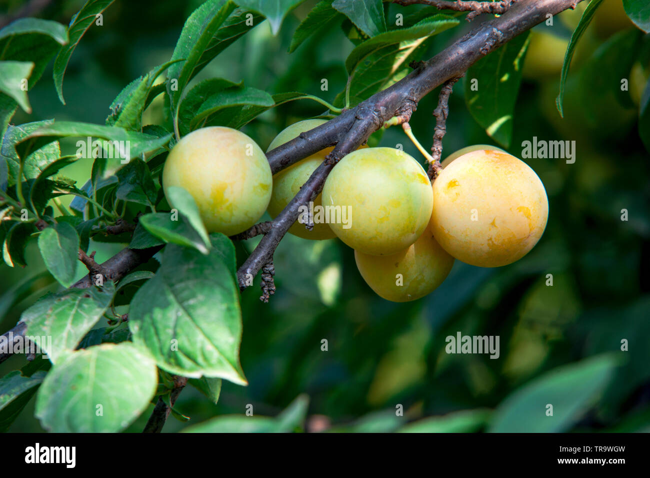 Begonia fruit hi-res stock photography and images - Alamy