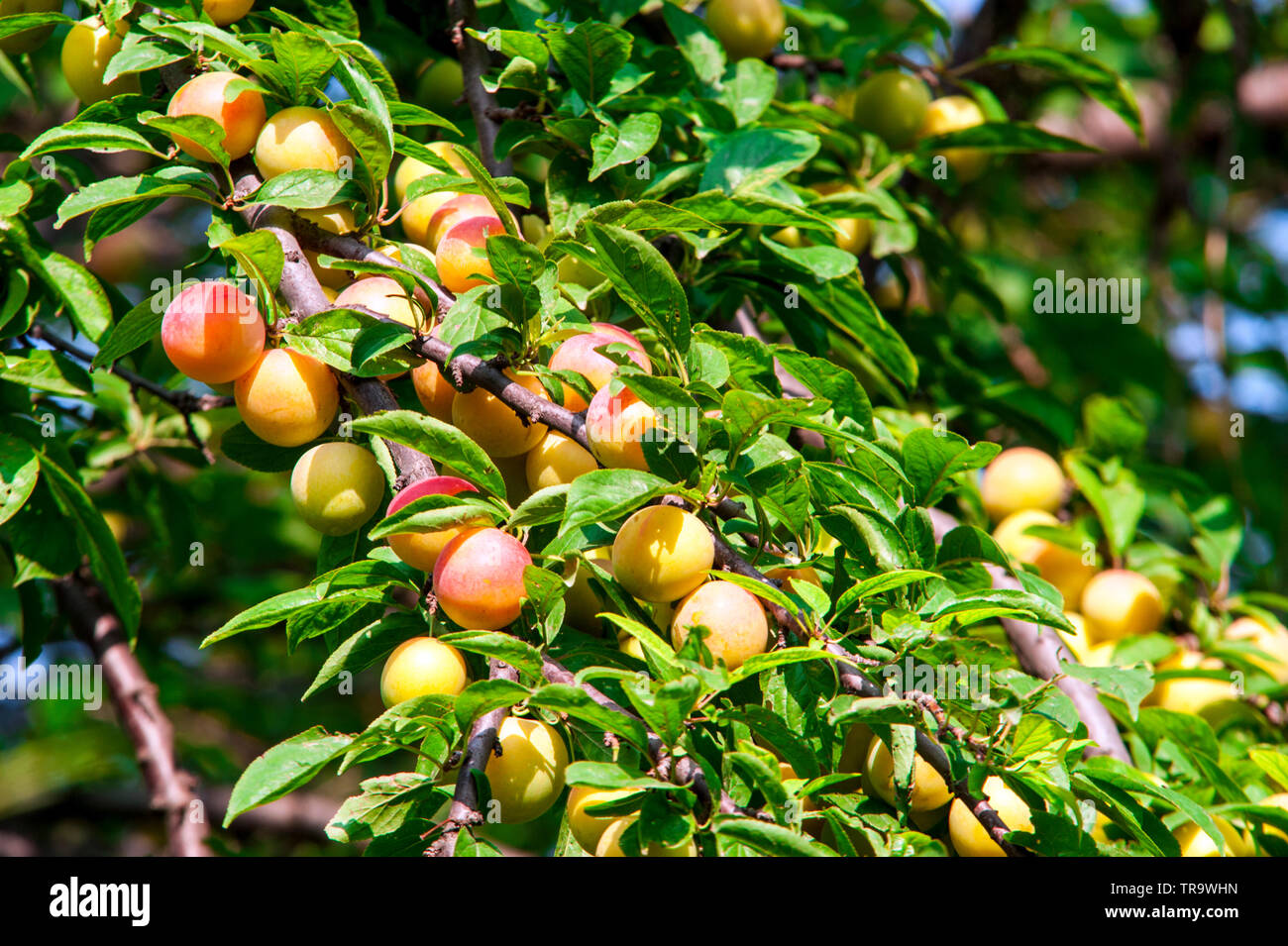 Begonia fruit hi-res stock photography and images - Alamy