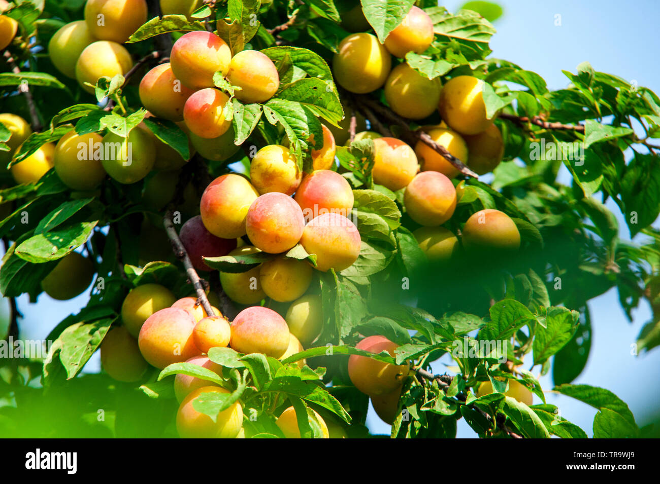 Begonia fruit hi-res stock photography and images - Alamy