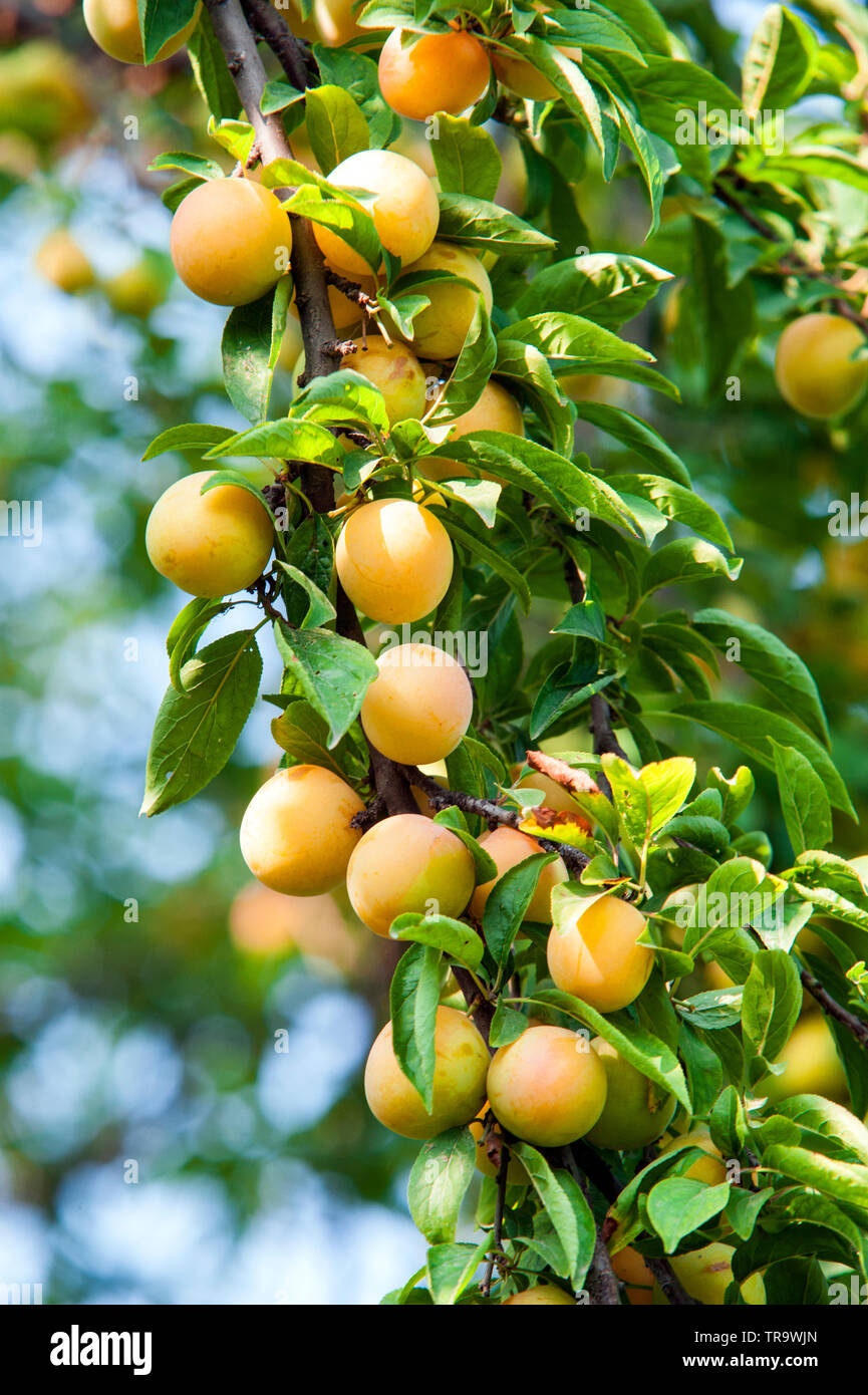 Begonia fruit hi-res stock photography and images - Alamy