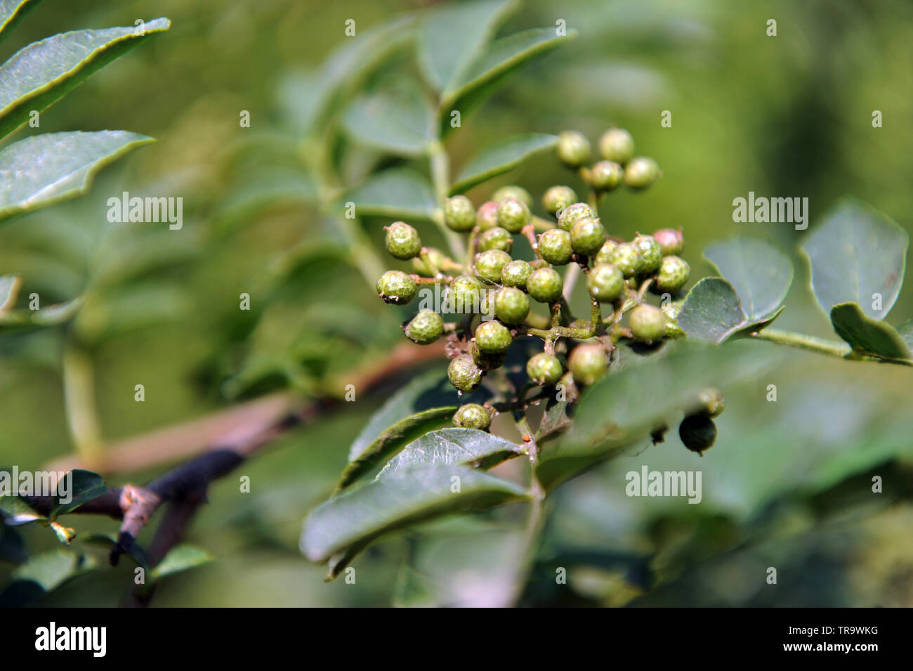 Bungeanum pepper hi-res stock photography and images - Alamy