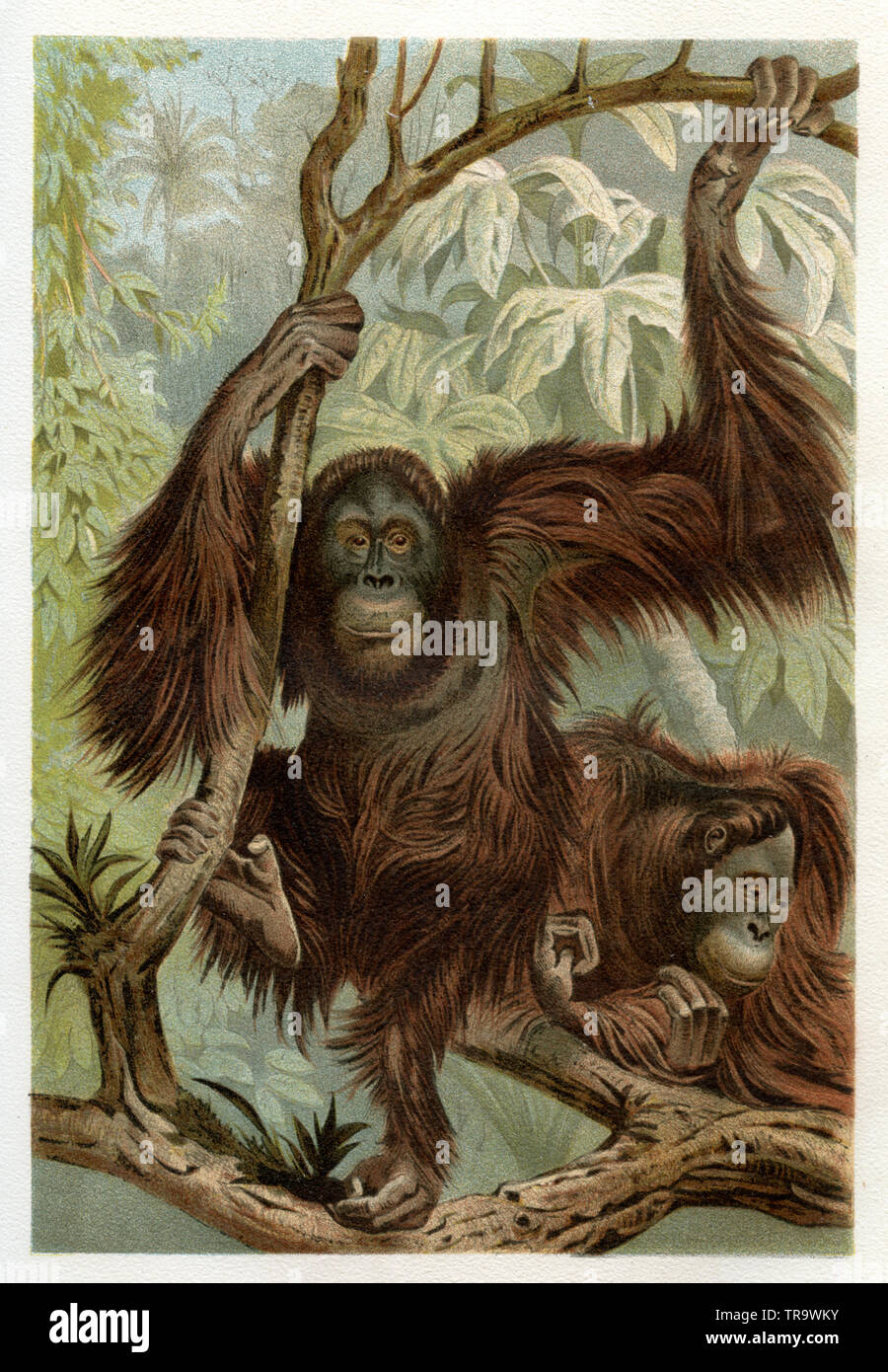 Historical illustration orangutan hi-res stock photography and images ...