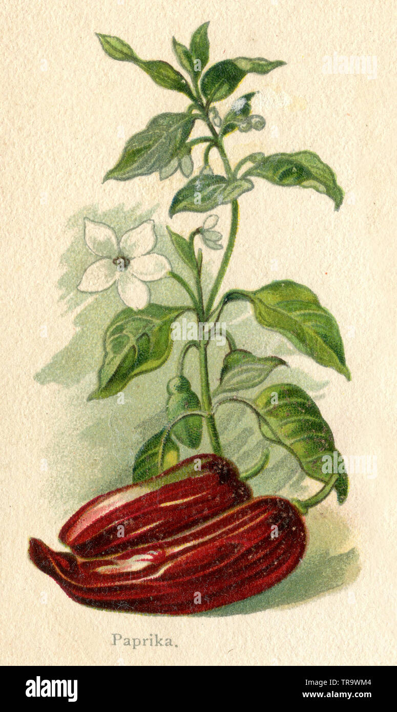 Paprika Capsicum annuum, (housekeeping book, ca. 1900 Stock Photo - Alamy