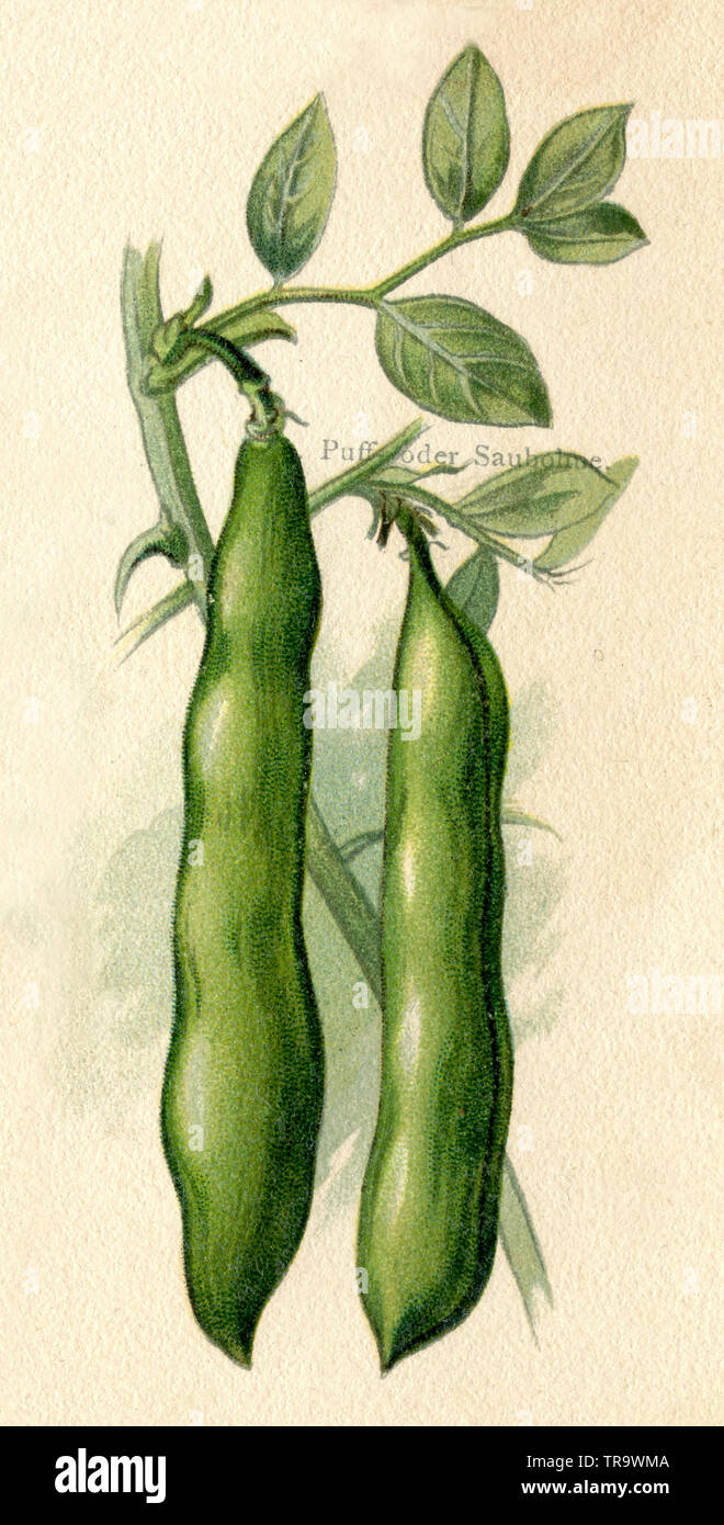 Faber bean hi-res stock photography and images - Alamy