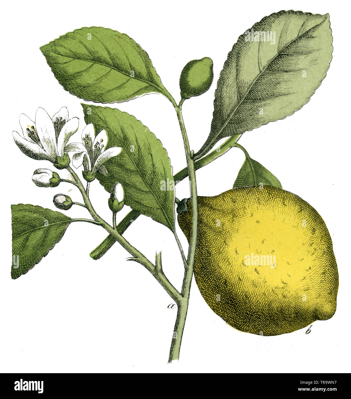 Old citrus drawing Cut Out Stock Images & Pictures - Alamy