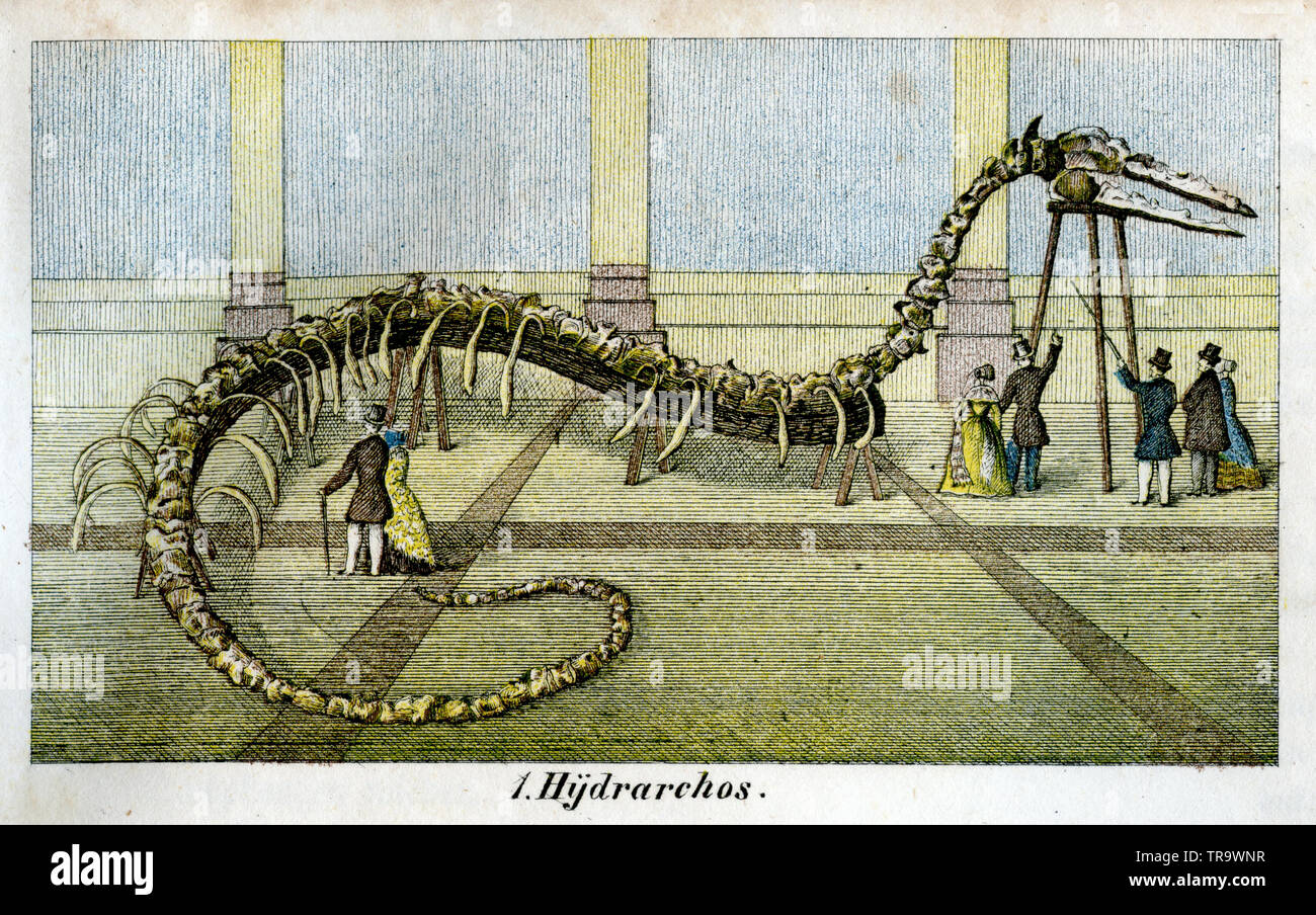 Prehistoric Snake Fossil