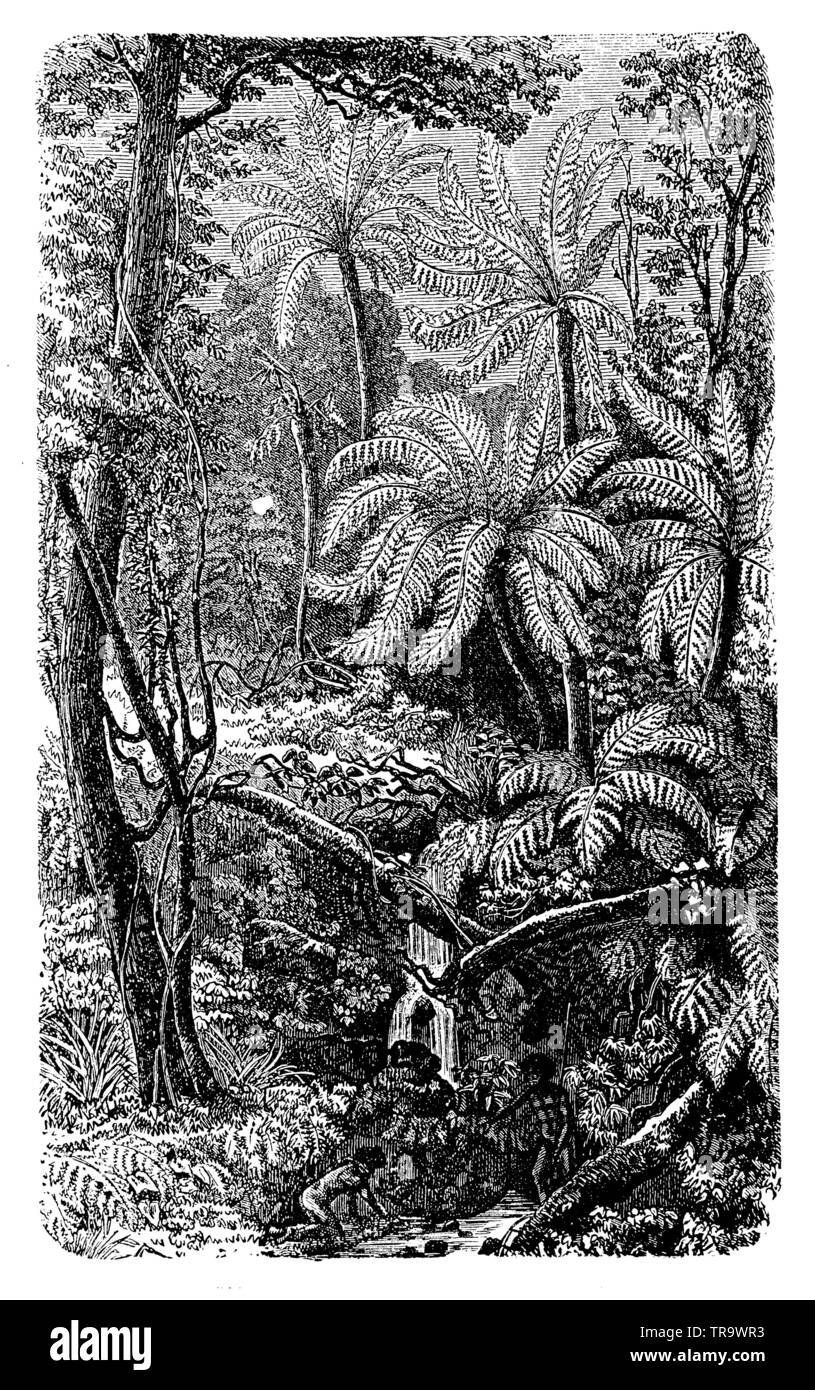 Australian Jungle, , (encyclopedia, 1893 Stock Photo - Alamy