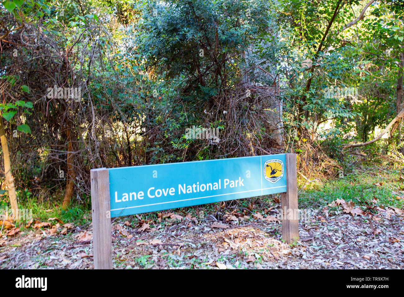 Canoe Lane Cove National Park at Betty Crosby blog