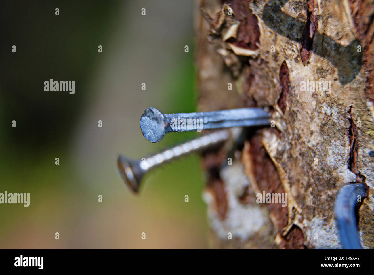 two rusty nails in tree trunk Stock Photo - Alamy