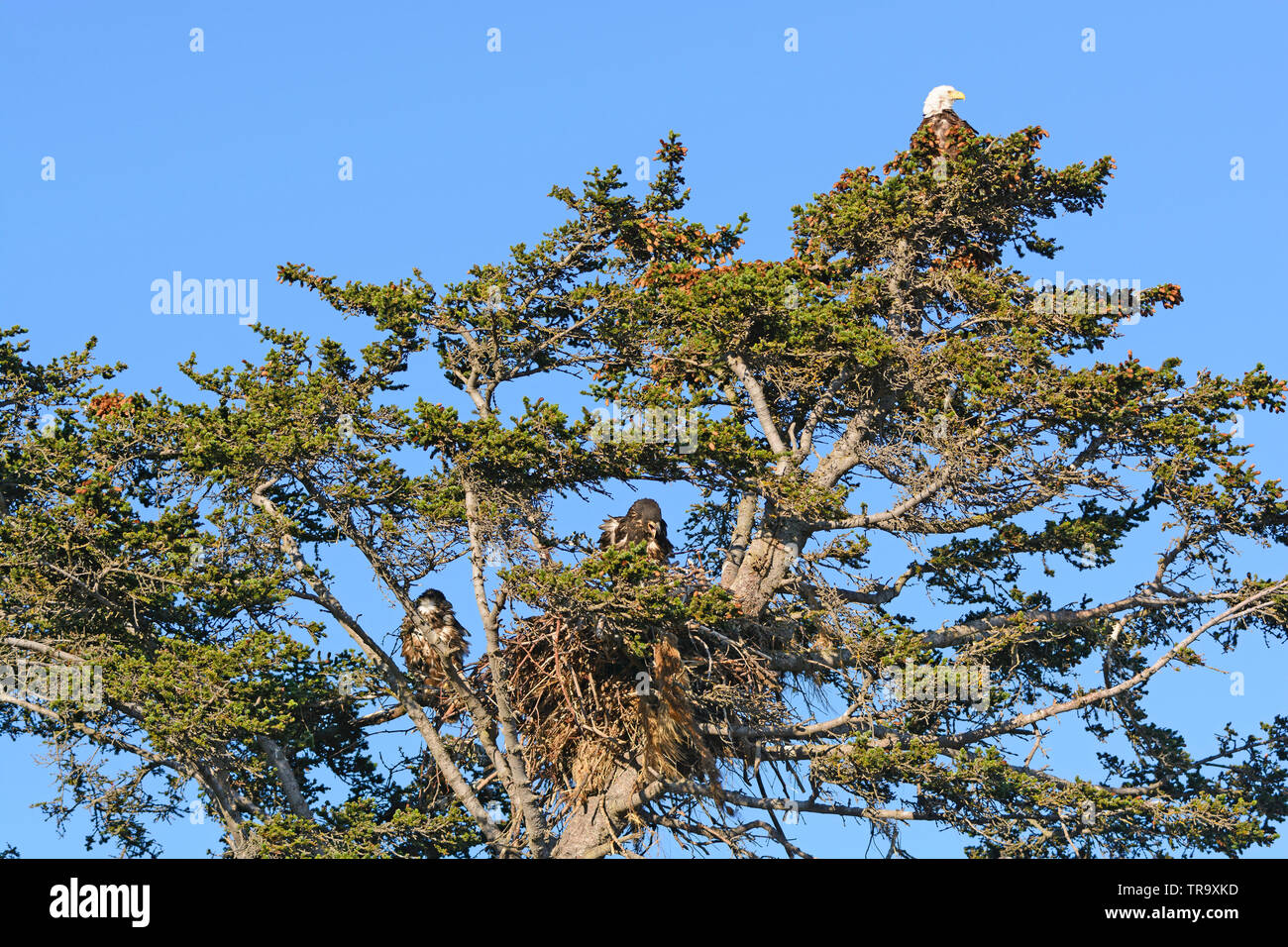 Bald Eagle Nesting Tree with Mother and Two Fledglings on Kachemak Bay ...