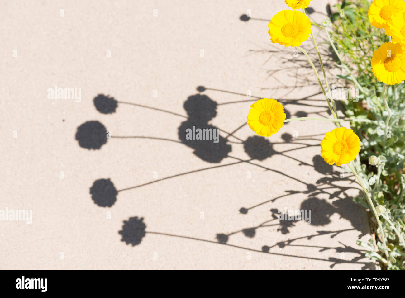 Yellow flowers cast hard shadows on sidewalk Stock Photo - Alamy