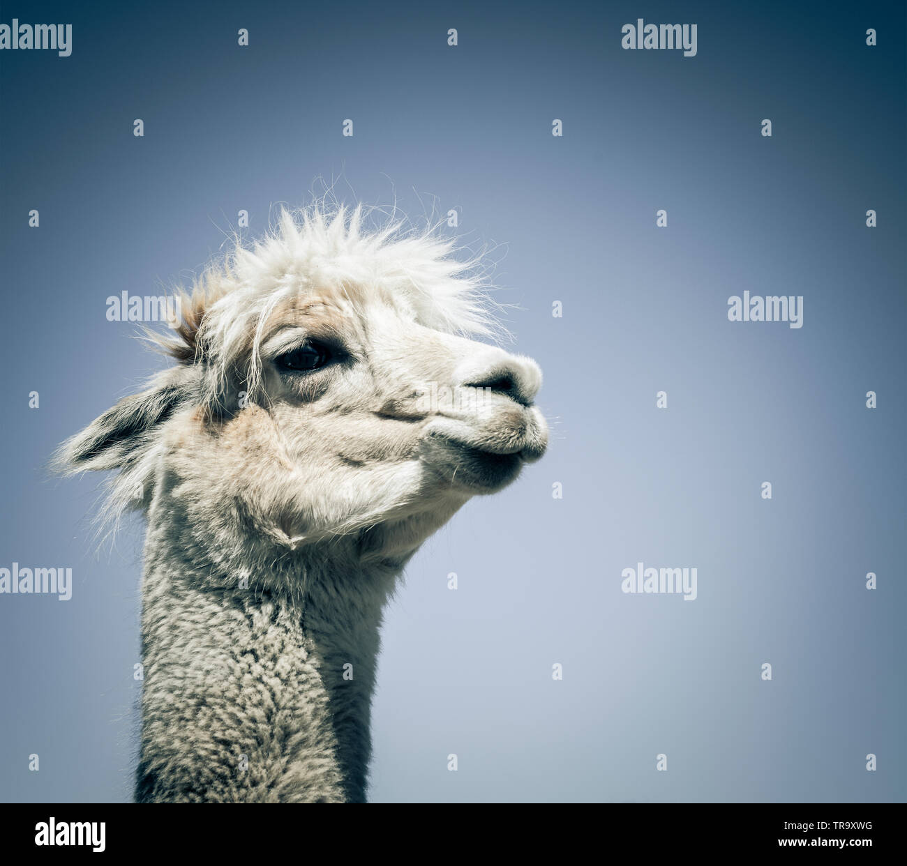Alpaca portrait south american camelid hi-res stock photography and ...