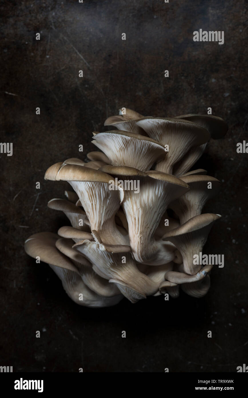 Grey oyster mushrooms hi-res stock photography and images - Alamy