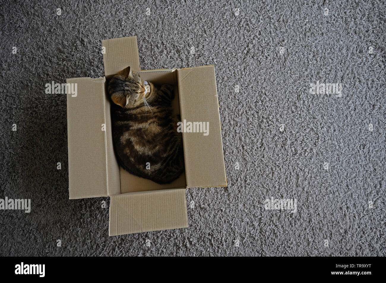 Cute cat in wooden box hi-res stock photography and images - Alamy