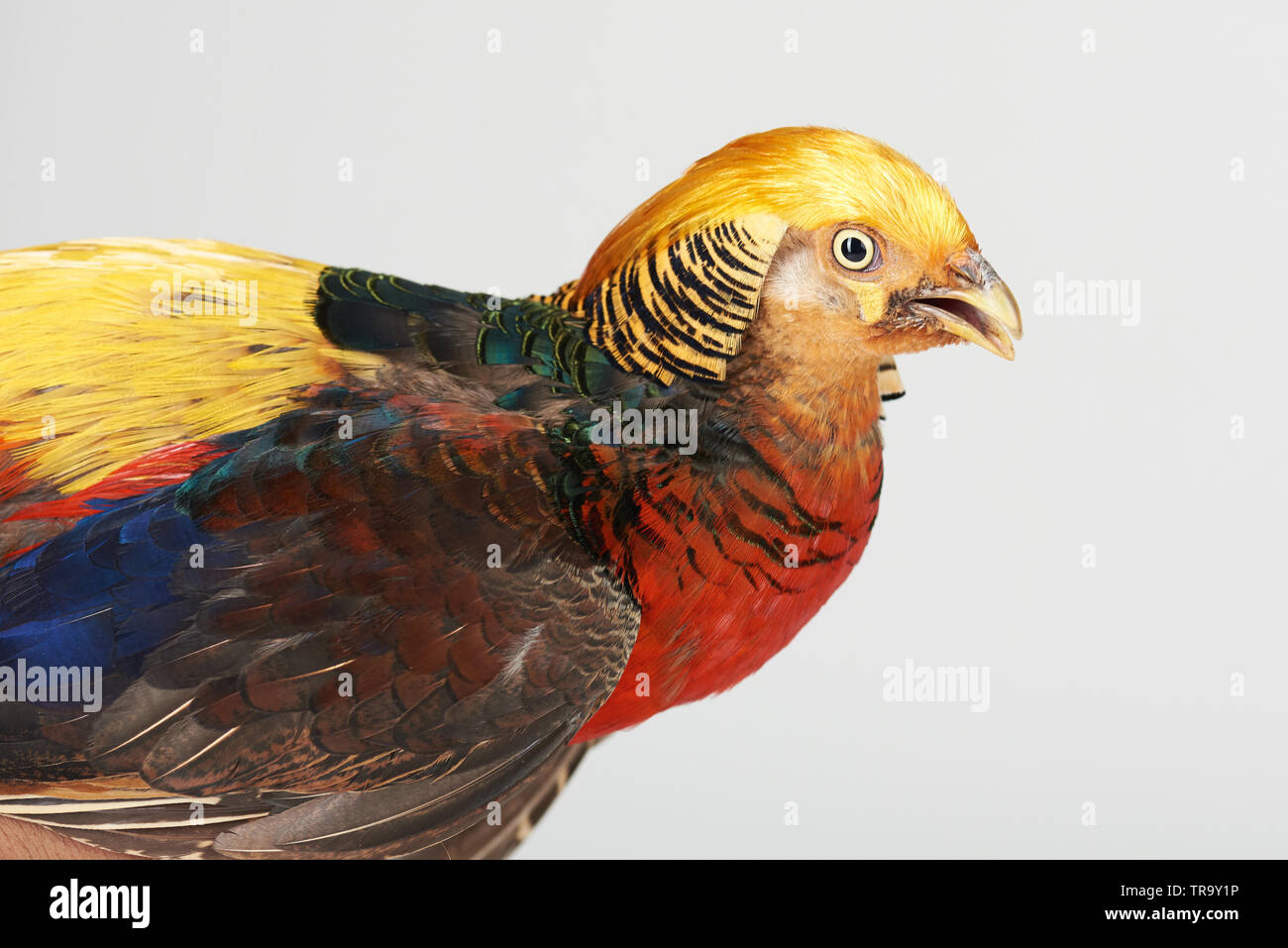 Close-up view on colorful pheasant isolated on white studio background ...