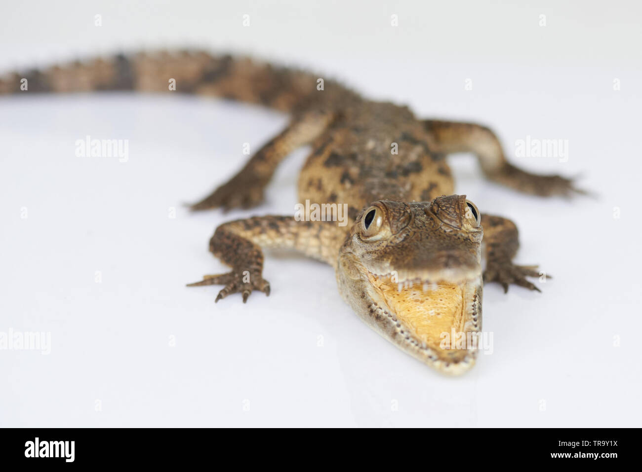 Dangerous small alligator with open jaw isolated on white studio ...