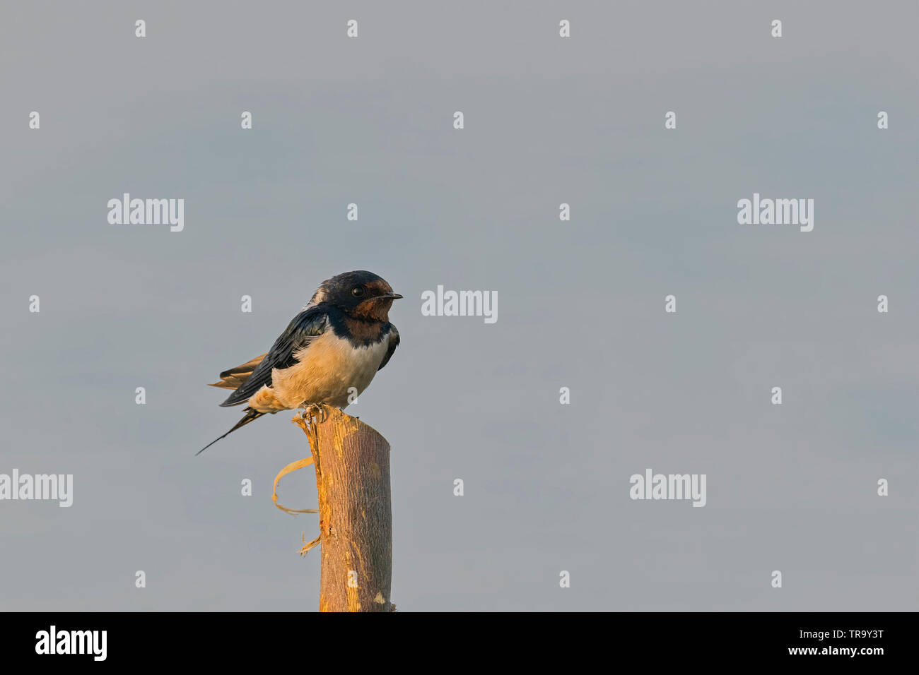 Barn Swallow (Hirundo rustica Stock Photo - Alamy