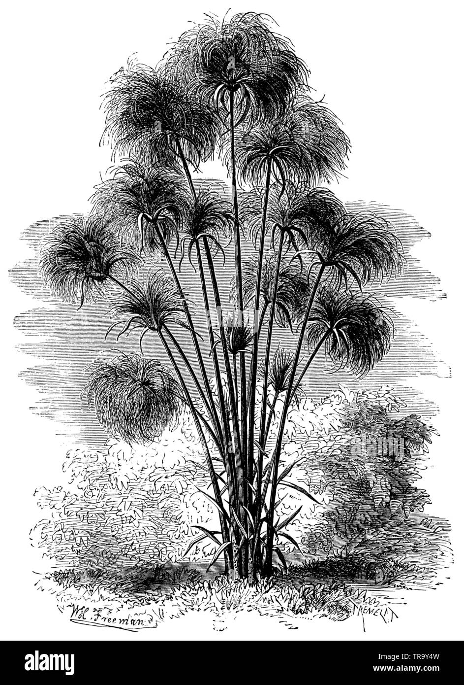 Papyrus plant illustration hi-res stock photography and images - Alamy