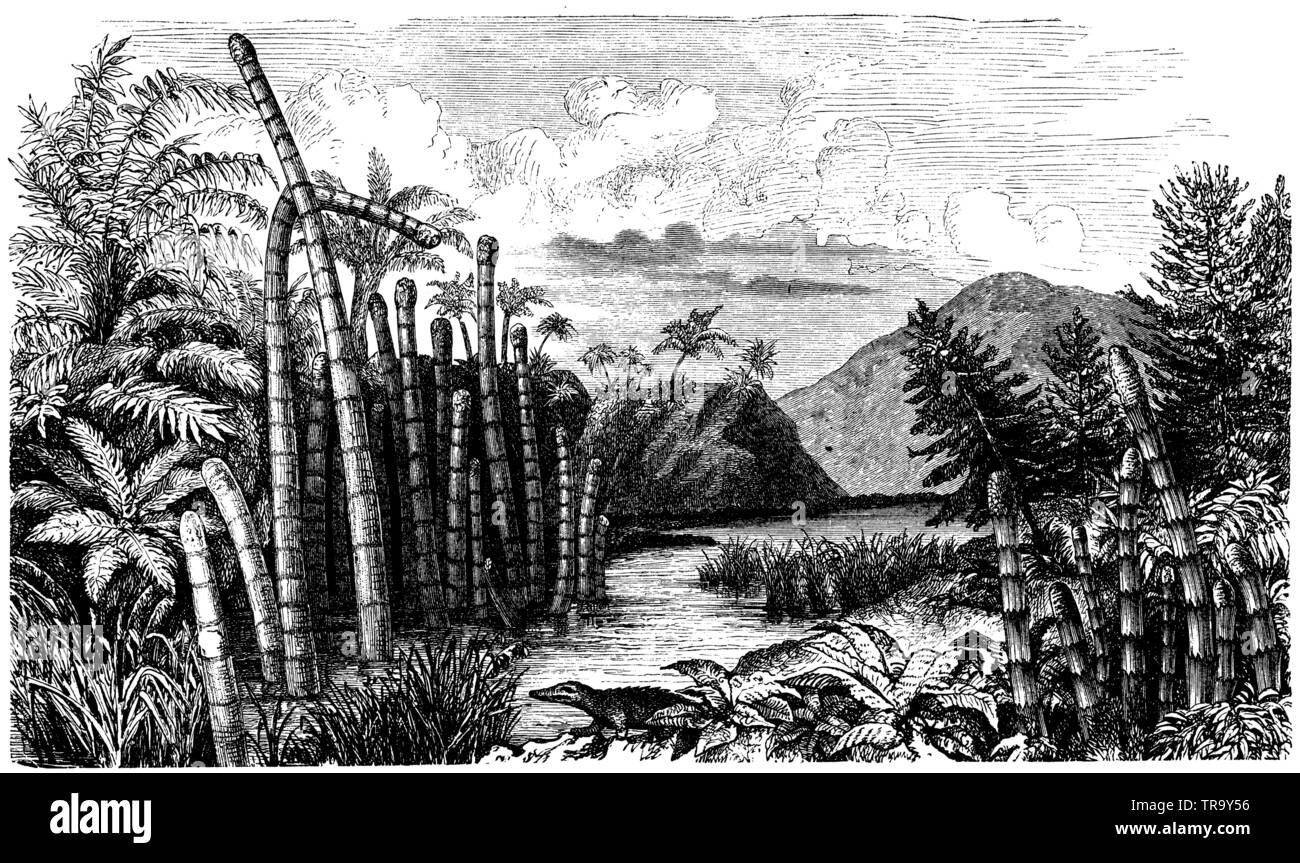 Landscape in the Keuper period with giant horsetails and volcanoes ...