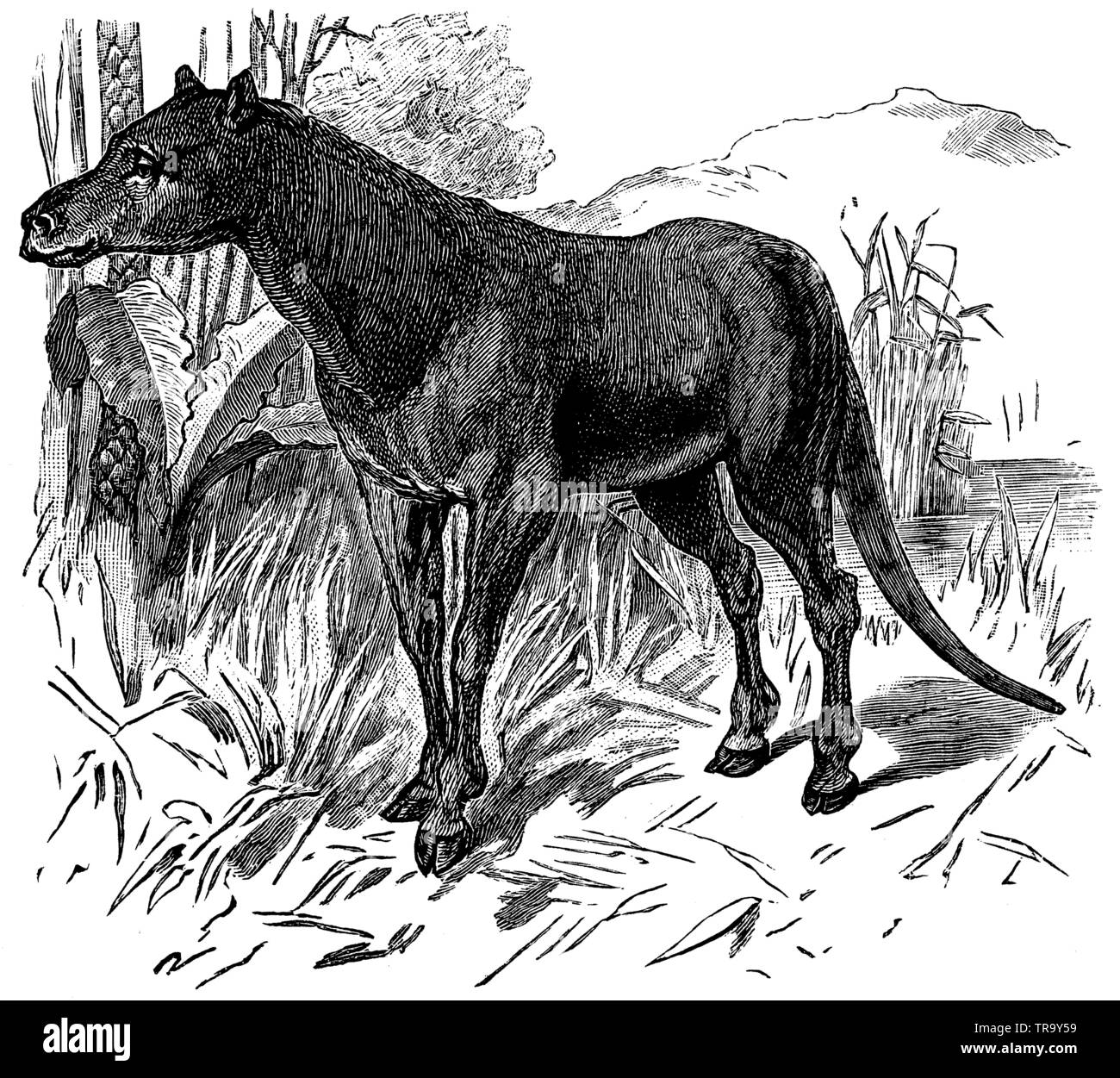 Anoplotherium hi-res stock photography and images - Alamy