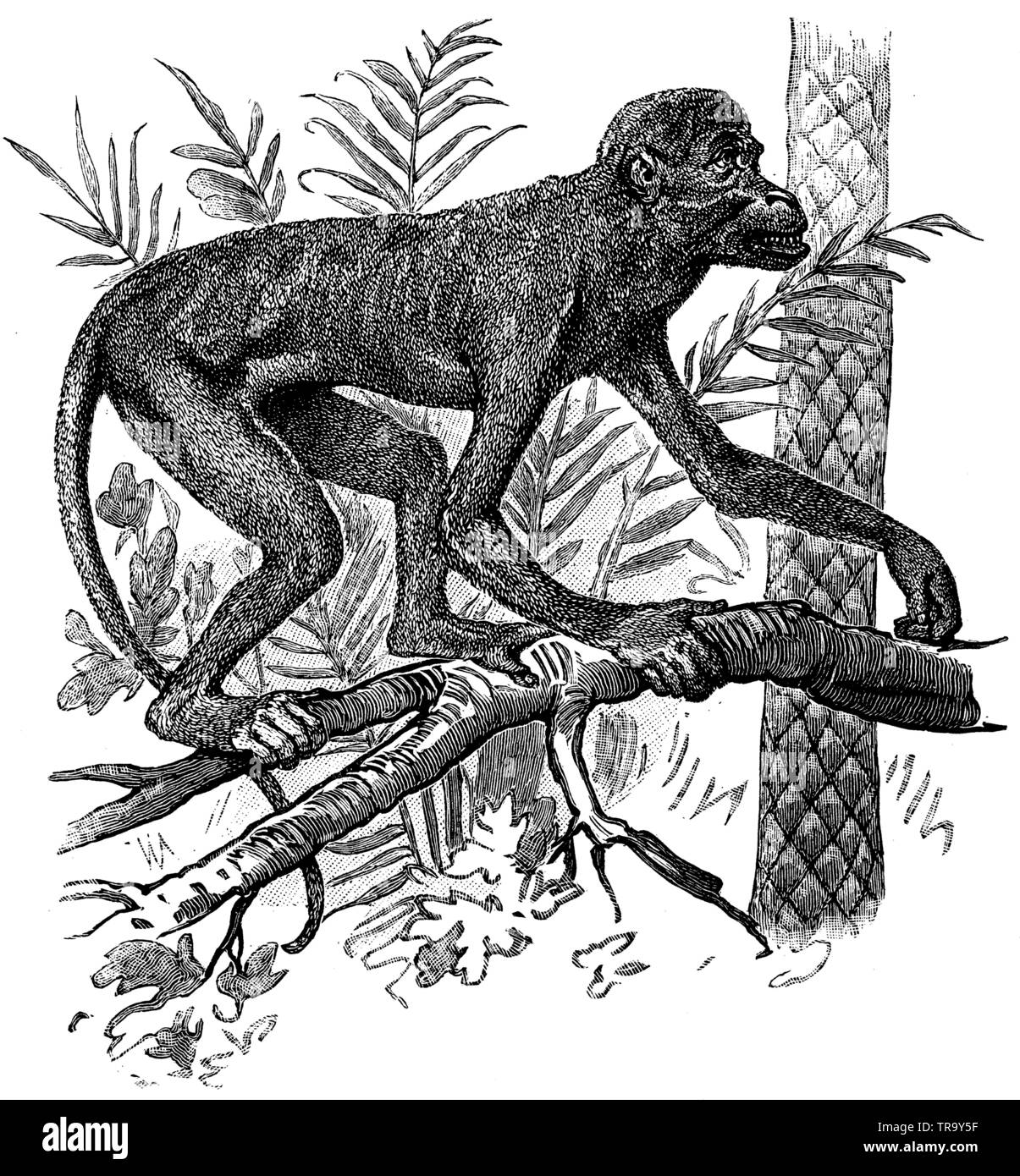 Prehistoric mammals illustrations hi-res stock photography and images ...