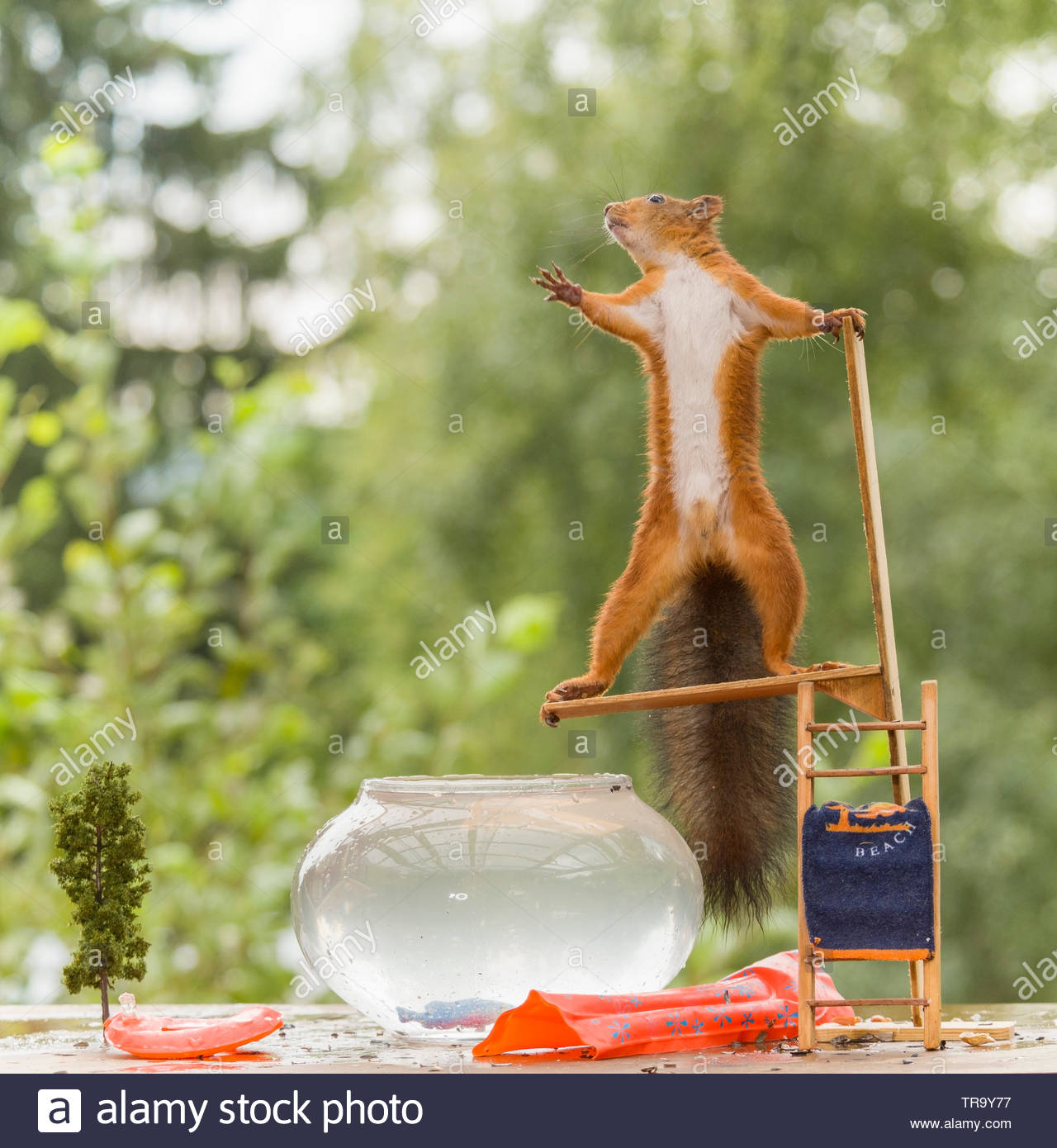 Diving Board High Resolution Stock Photography and Images - Alamy