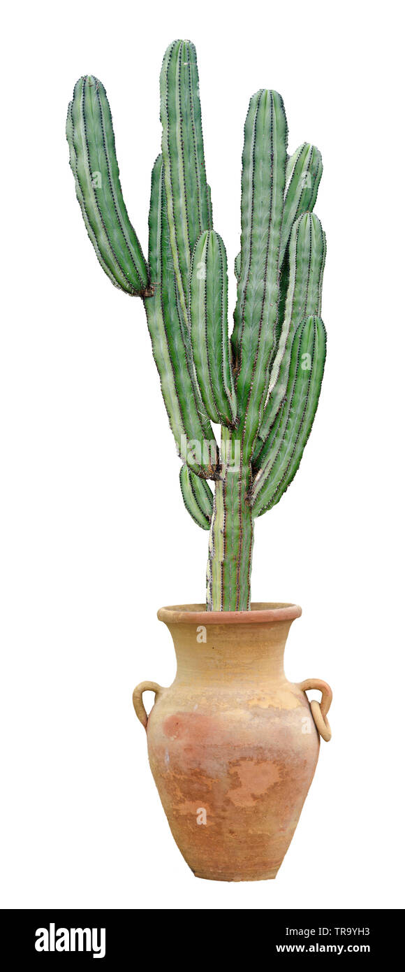 cactus isolated on white background Stock Photo - Alamy