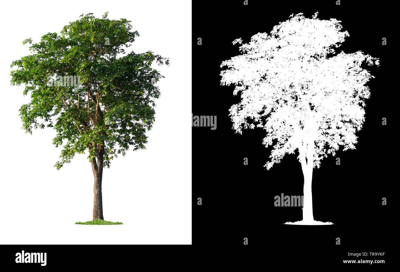 single tree with clipping path and alpha channel Stock Photo - Alamy