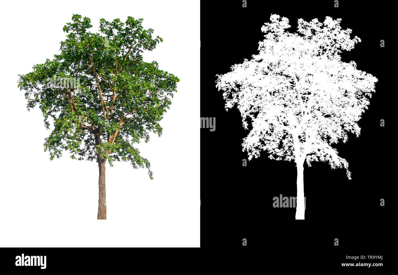 single tree with clipping path and alpha channel Stock Photo - Alamy